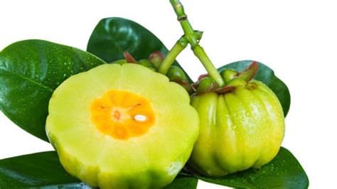 Garcinia Cambogia